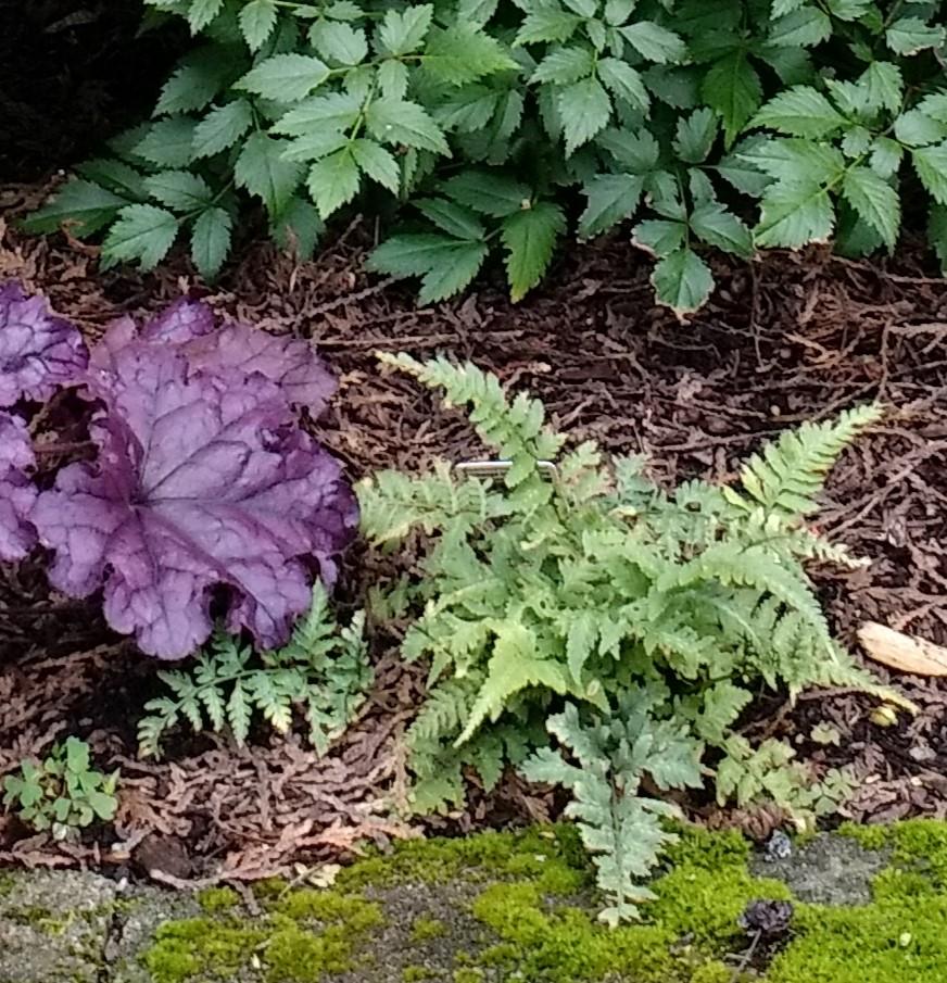 Red Japanese Painted Fern (Anisocampium niponicum 'Red Beauty ...