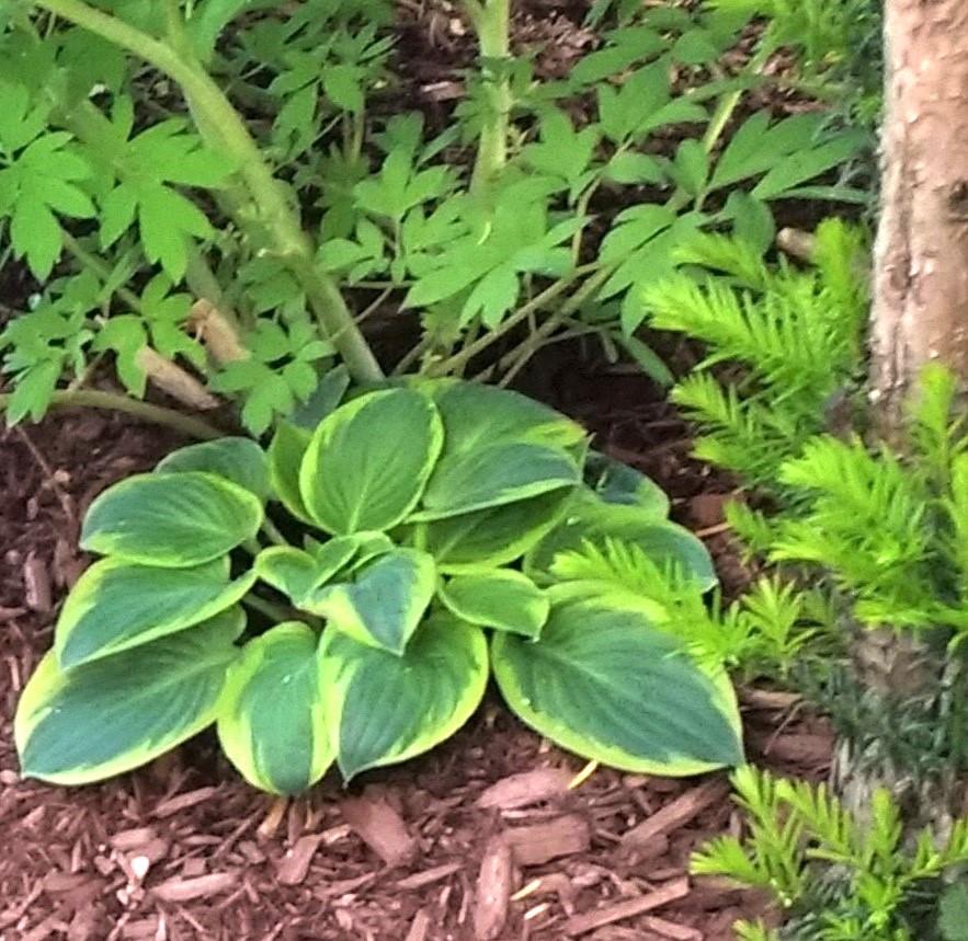 Photo of the entire plant of Hosta 'Bedazzled' posted by TheMainer - Garden.org