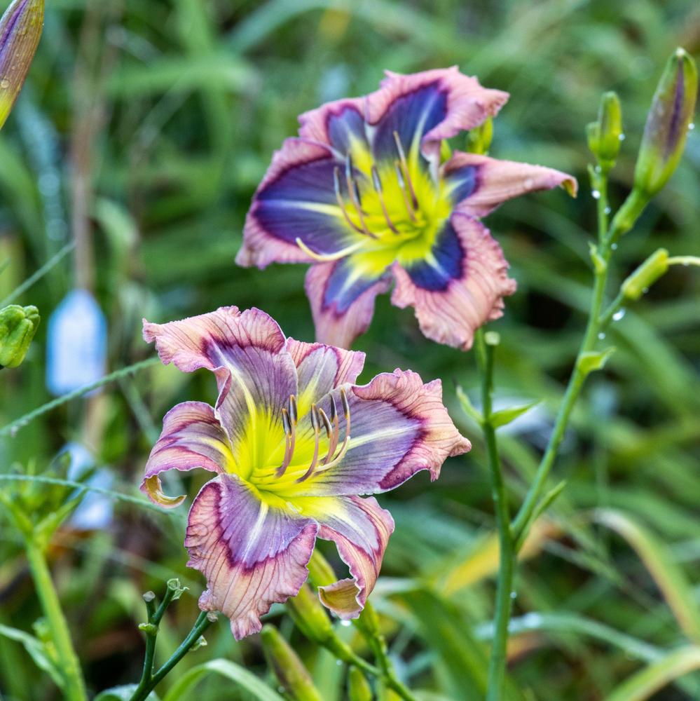 Photo of the bloom of Daylily (Hemerocallis 'Seas of Neptune') posted ...