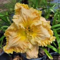 Photo of the bloom of Daylily (Hemerocallis 'Bamboo Fan') posted by ...