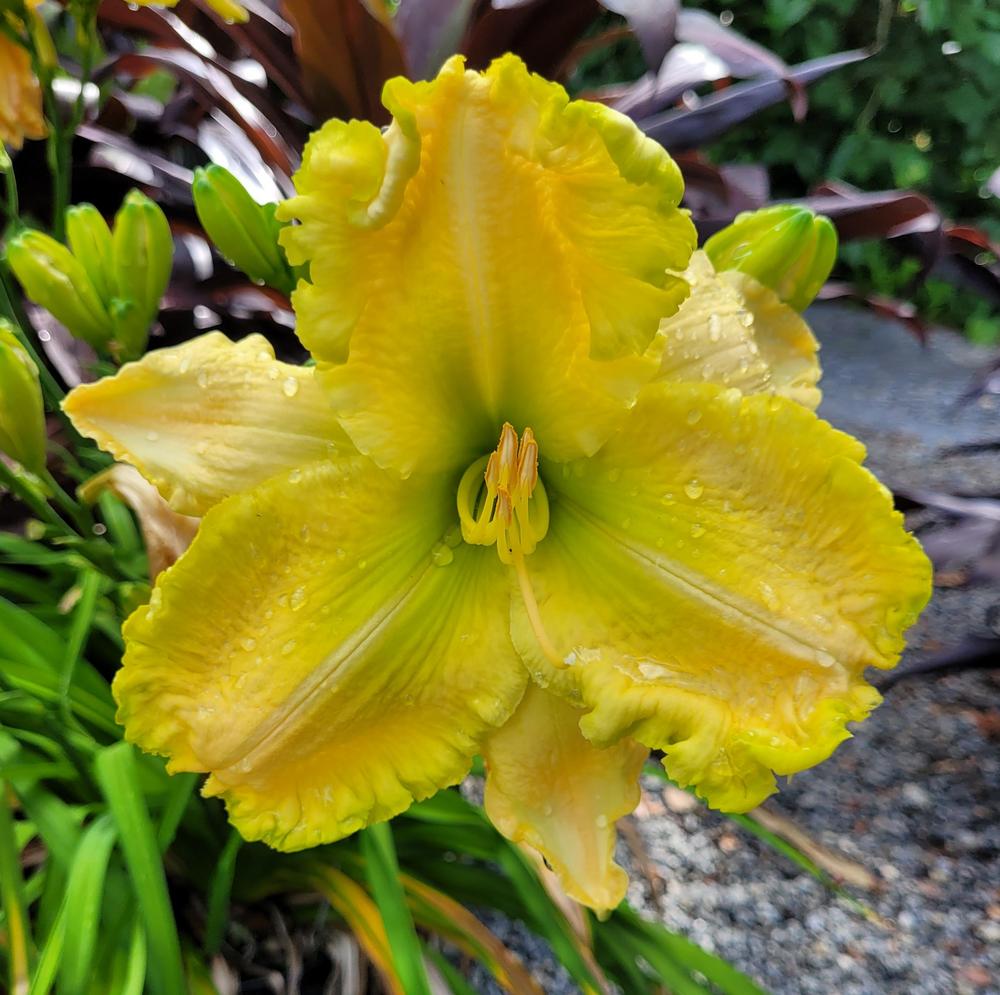 Photo of the bloom of Daylily (Hemerocallis 'Shamrock Sun') posted by ...