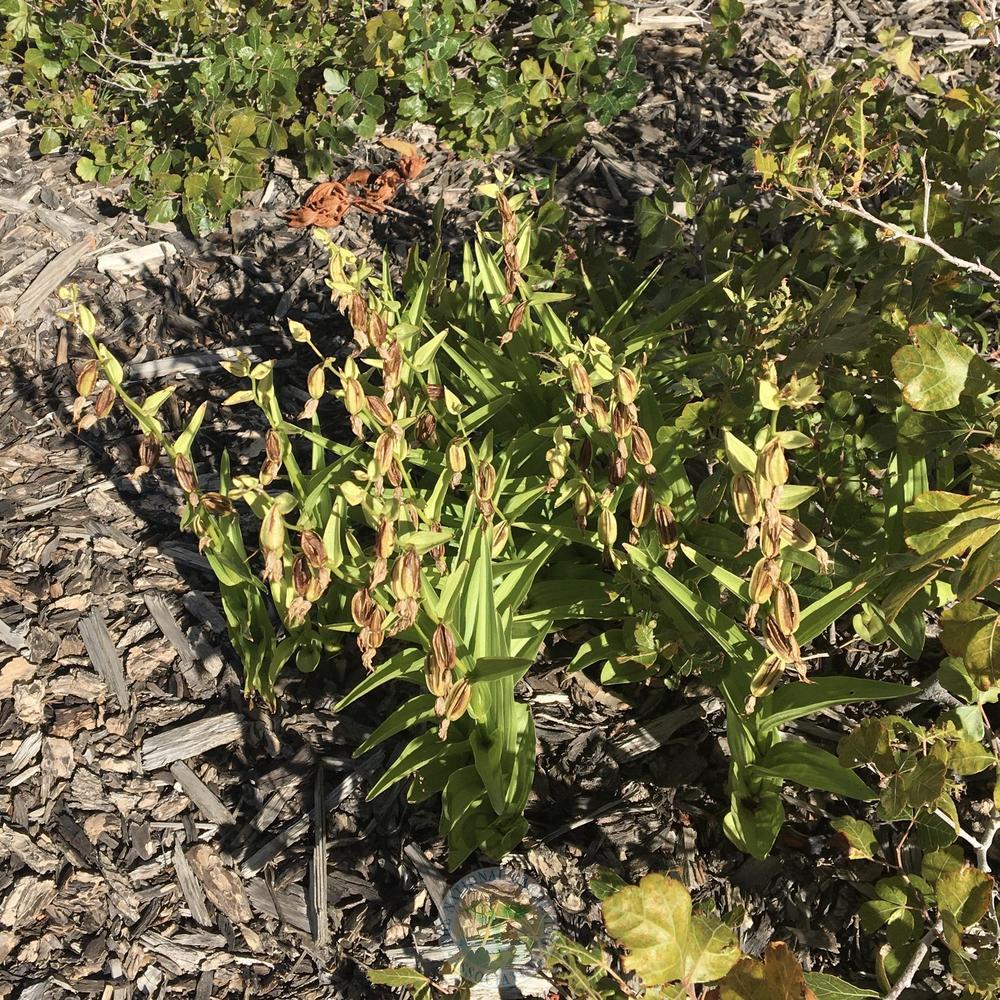 Photo of the entire plant of Broad-Leaved Helleborine (Epipactis ...
