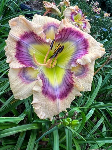 Photo of the bloom of Daylily (Hemerocallis 'Chinese Aftershock ...