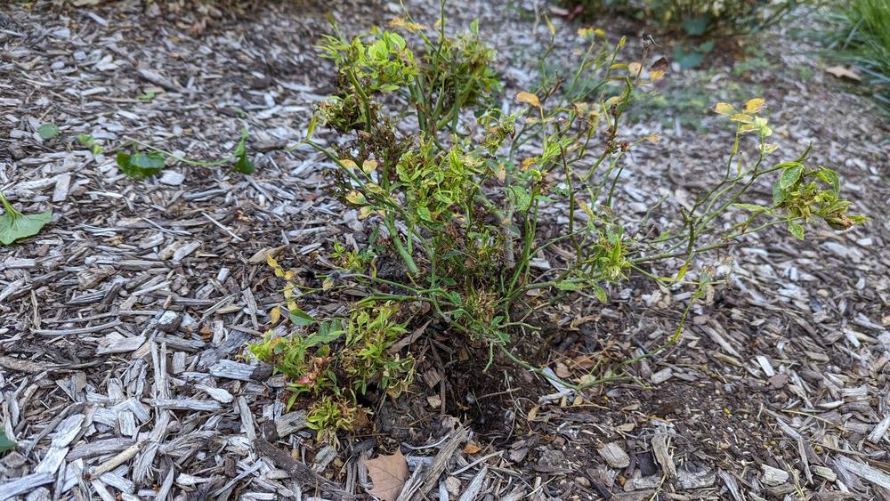 Sick drift roses in the Roses forum - Garden.org