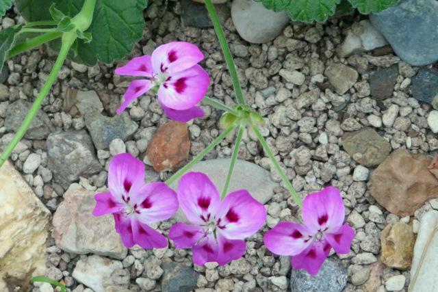 Photo of the bloom of Prickly Stemmed Pelargonium (Pelargonium 'Mrs ...