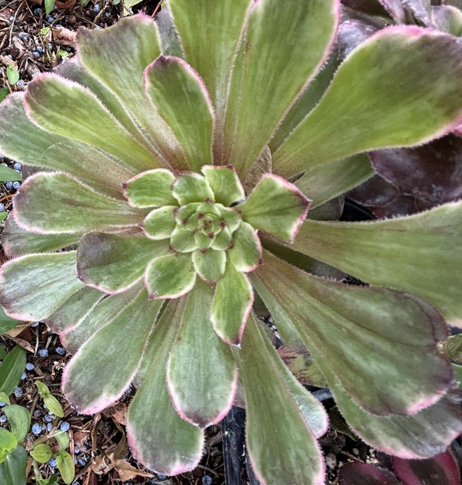 Aeonium 'Ink Painting' in the Aeoniums Database - Garden.org
