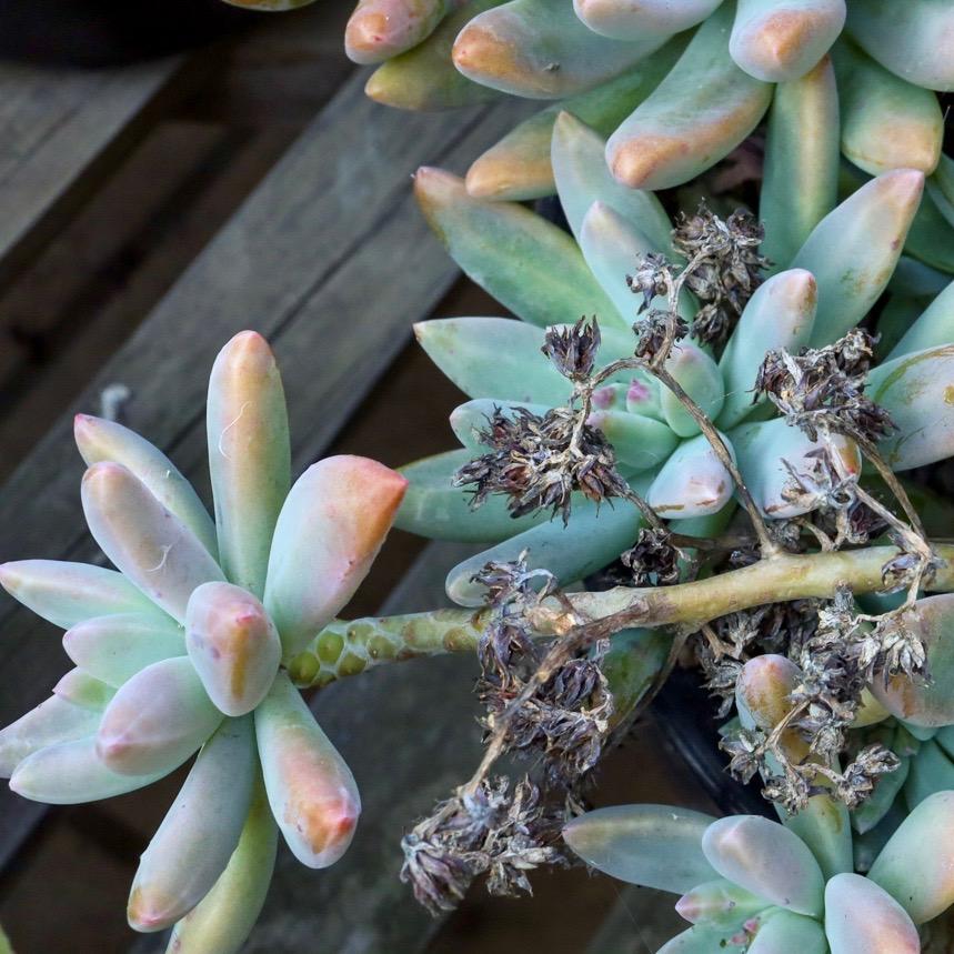Photo of the stem, scape, stalk or bark of Graptosedum (XGraptosedum ...