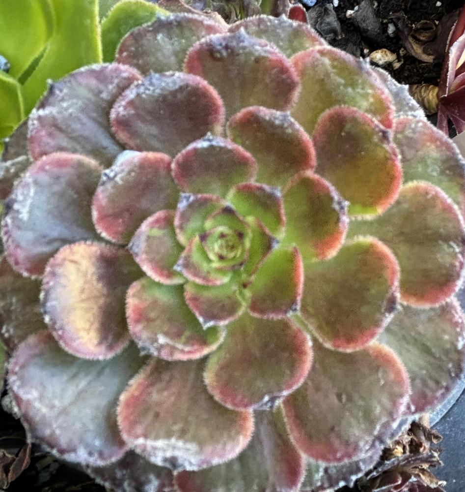 Photo of the entire plant of Aeonium 'Dark Goddess' posted by ndmpkt13 ...