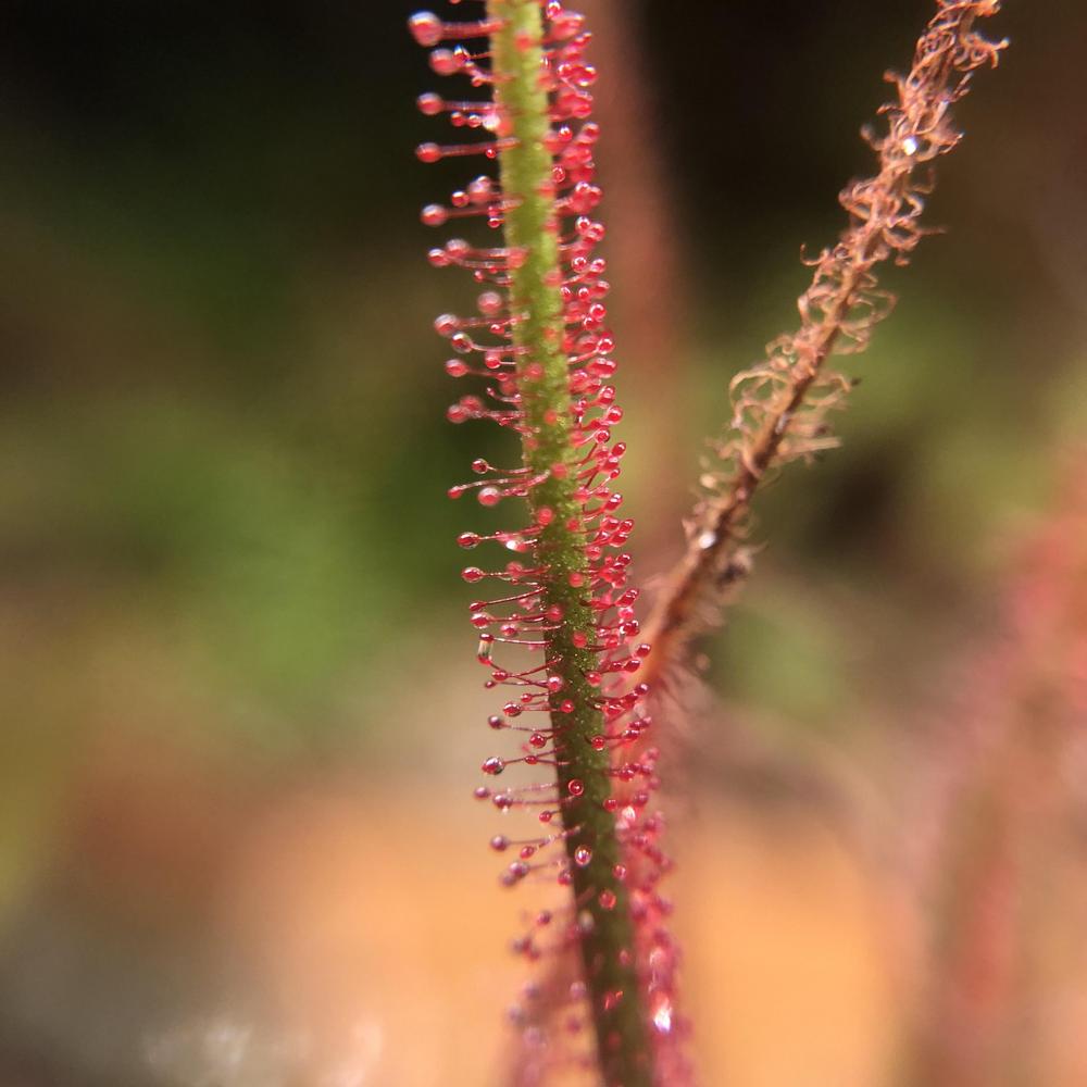 Photo of the leaves of Sundew (Drosera filiformis 'Florida Red') posted ...