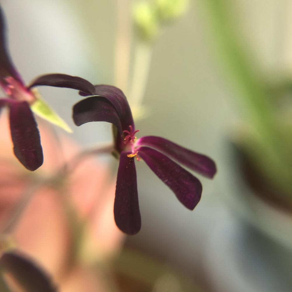 Photo of the bloom of South African Geranium (Pelargonium sidoides ...
