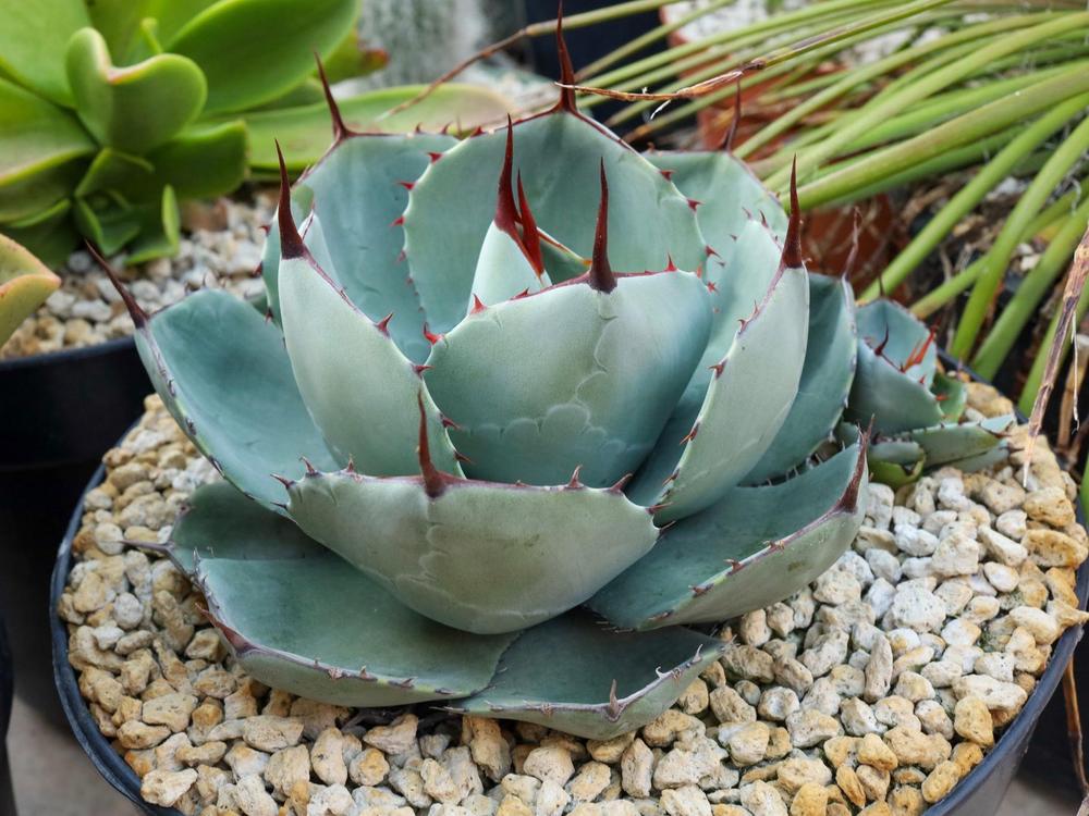 Photo of the entire plant of Artichoke Agave (Agave parryi var ...