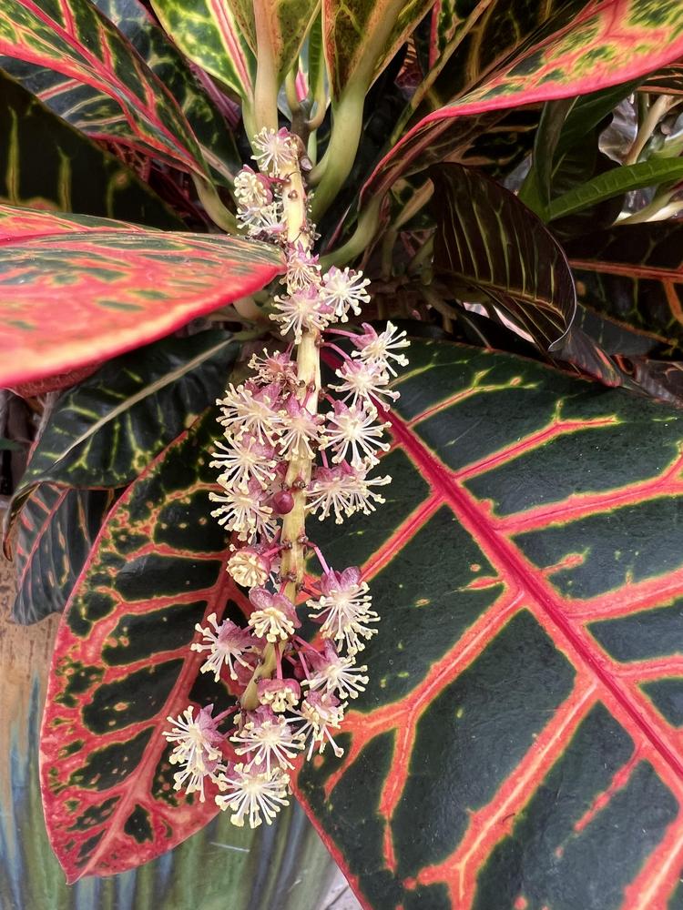 Codiaeum Variegatum Flower