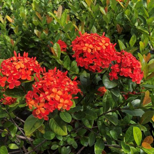 Hybrid Ixora (Ixora 'Maui') - Garden.org