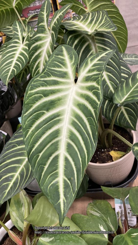 Angel Wings (Phyllotaenium lindenii) - Garden.org