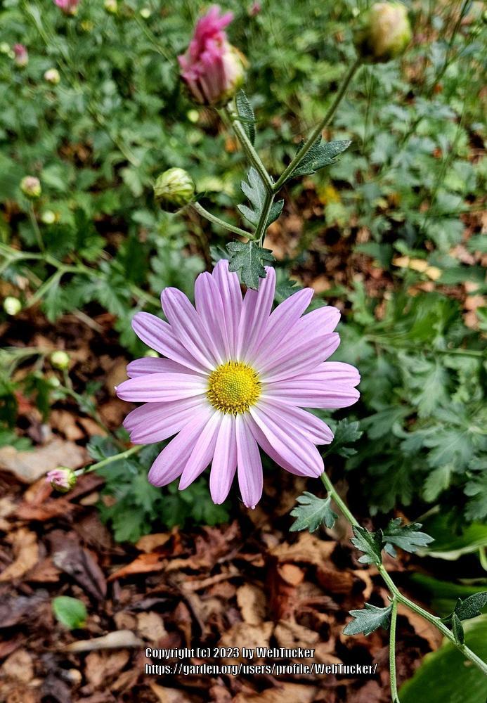 Photo of the bloom of Hardy Chrysanthemum (Chrysanthemum 'Hillside ...