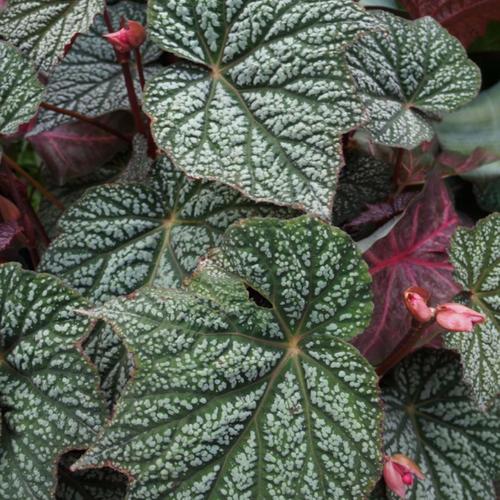 Begonia Lunar Lights™ Sterling Moon in the Begonias Database - Garden.org