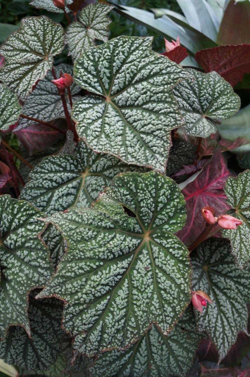 Begonia Lunar Lights™ Sterling Moon in the Begonias Database - Garden.org