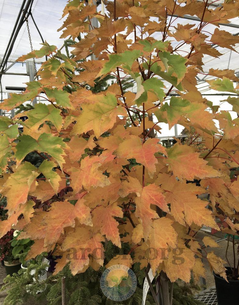 Freeman's Maple (Acer x freemanii Armstrong Gold®) - Garden.org