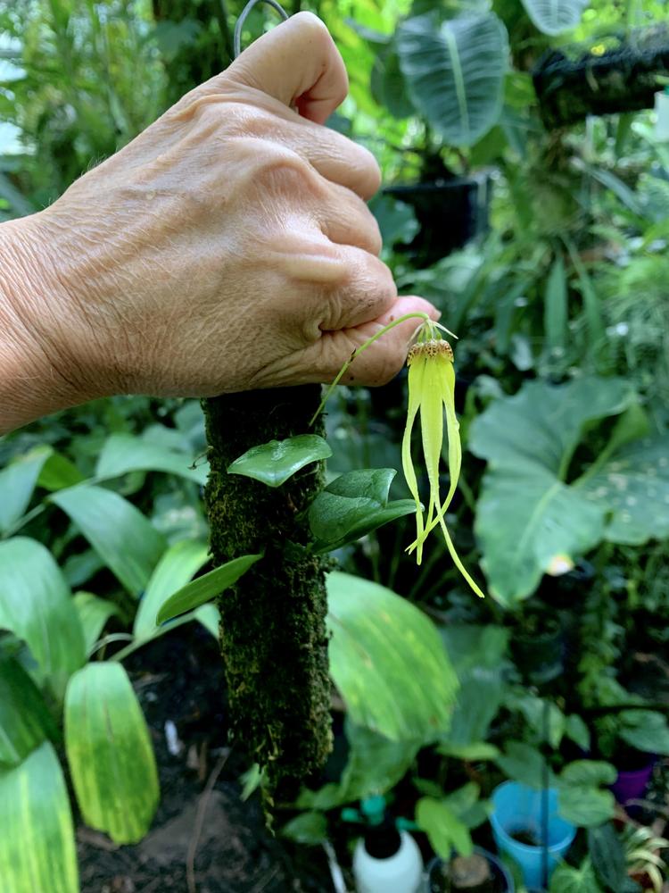 Photo of the entire plant of Orchid (Bulbophyllum thiurum) posted by ...