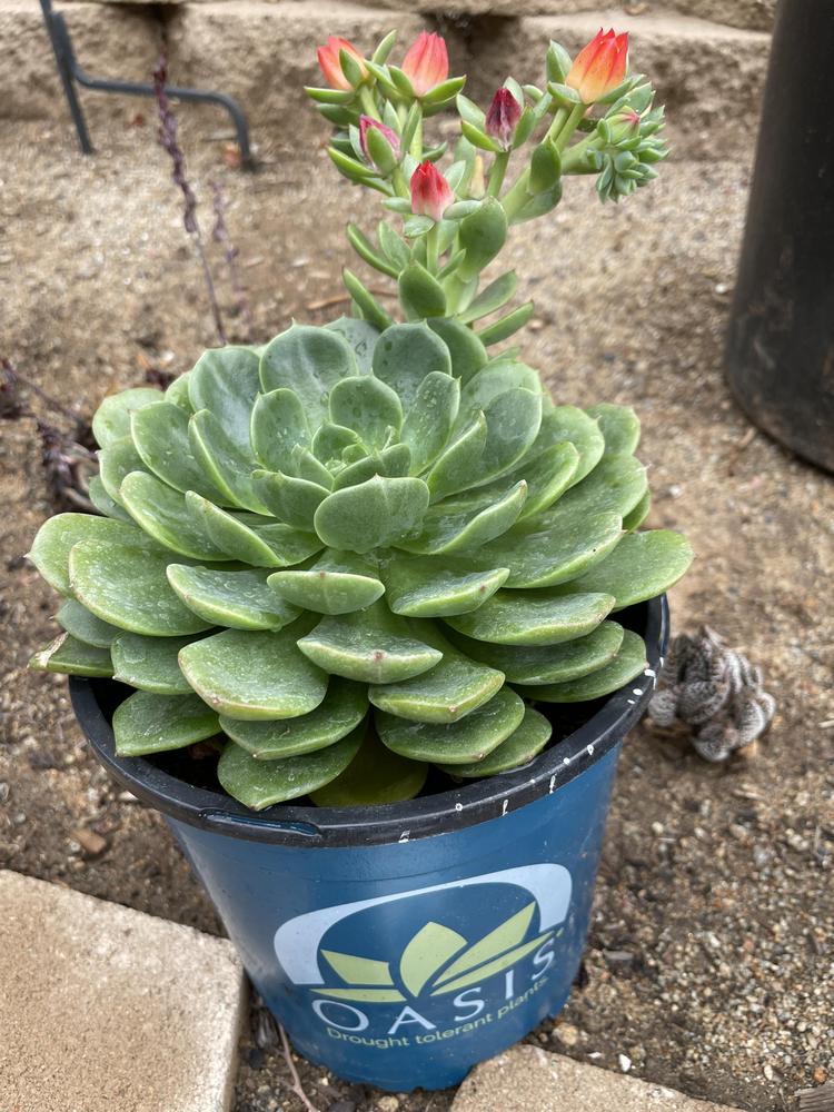 Photo of the entire plant of Conchita (Echeveria 'Elfstone') posted by ...