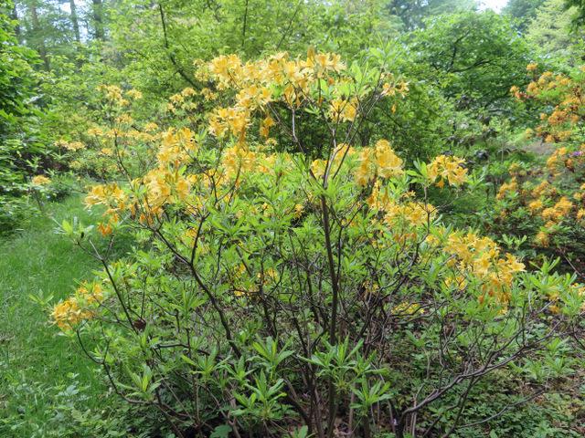Photo of the entire plant of Pontic Azalea (Rhododendron luteum) posted ...