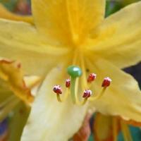 Photo of the bloom of Pontic Azalea (Rhododendron luteum) posted by ...