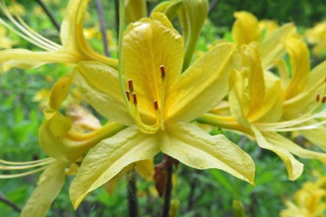 Pontic Azalea (Rhododendron luteum) in the Rhododendrons Database ...