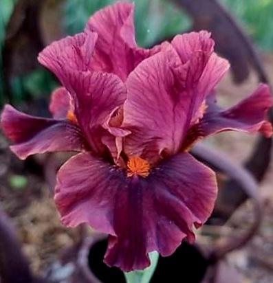 Intermediate Bearded Iris (Iris 'Ruby Slippers') in the Irises Database ...