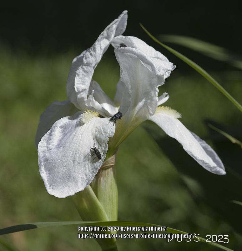 Species Iris (Iris x germanica 'Alba') in the Irises Database - Garden.org