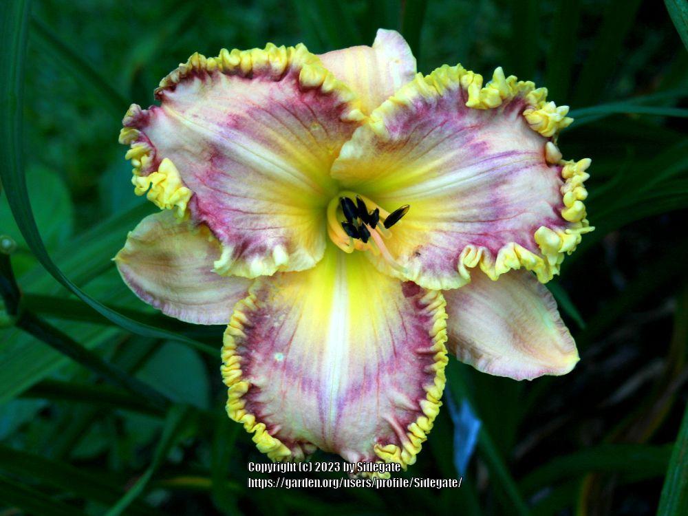 Daylily (Hemerocallis 'Haight Ashbury') in the Daylilies Database - Garden.org