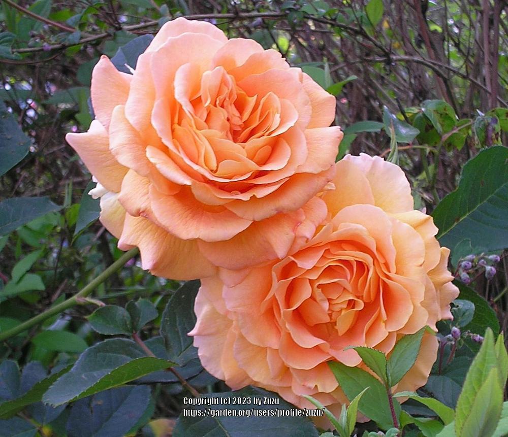 Rose (Rosa 'Miss Amber') in the Roses Database - Garden.org