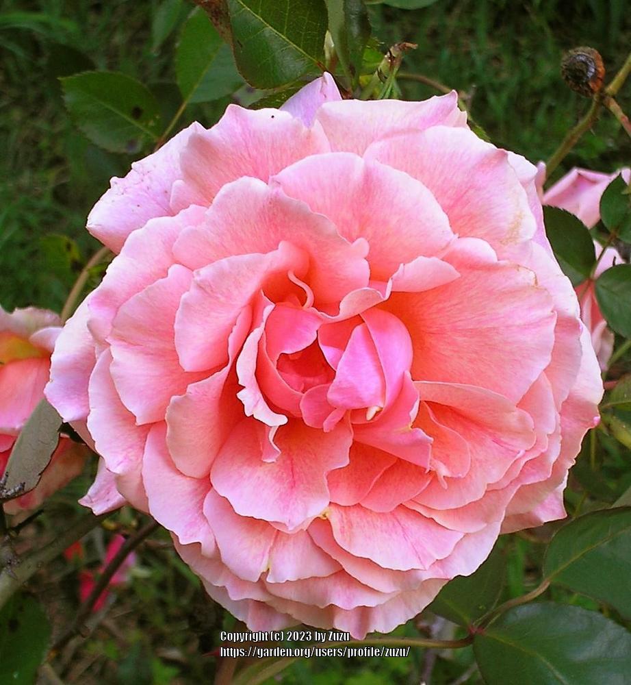 Rose (Rosa 'Gee Whiz') in the Roses Database - Garden.org