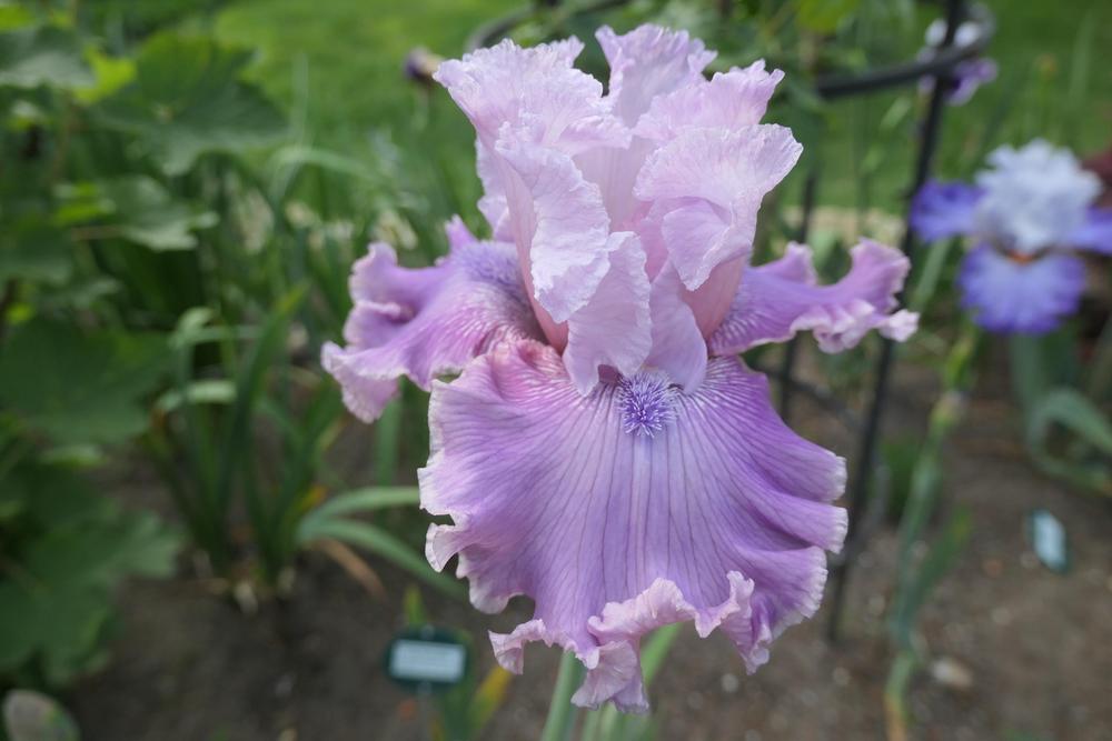 Photo of the bloom of Tall Bearded Iris (Iris 'Bashful Look') posted by ...