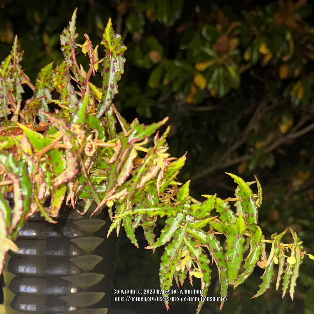 Photo of the leaves of Begonia (Begonia amphioxus) posted by ...