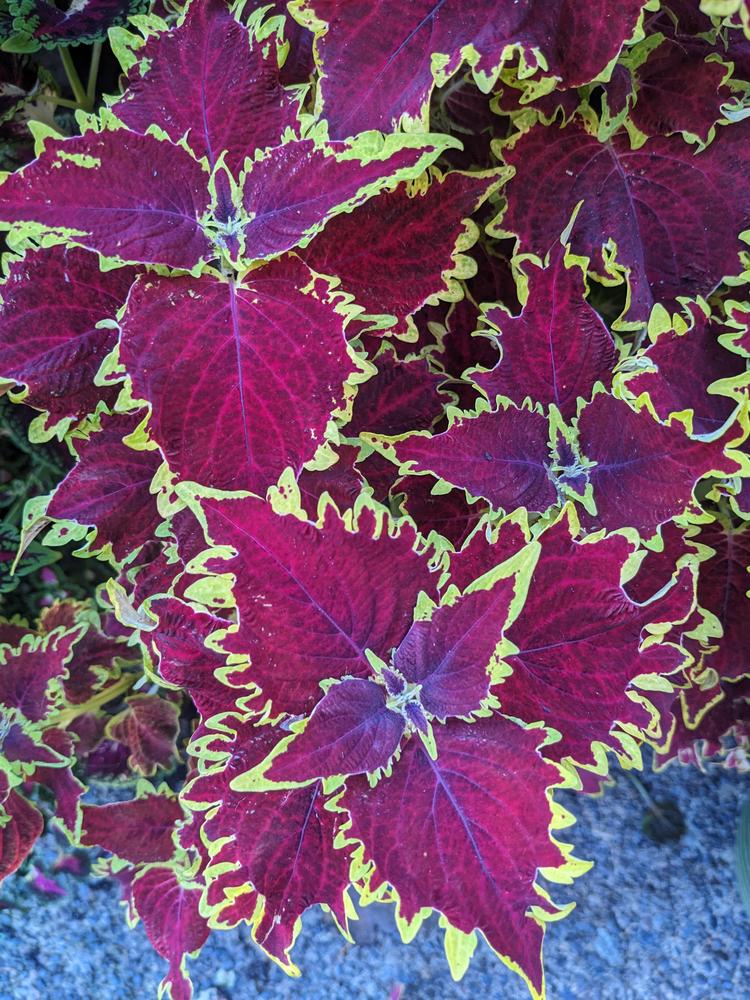 Coleus (Coleus scutellarioides ChargedUp™ Vulcan) in the Coleus ...