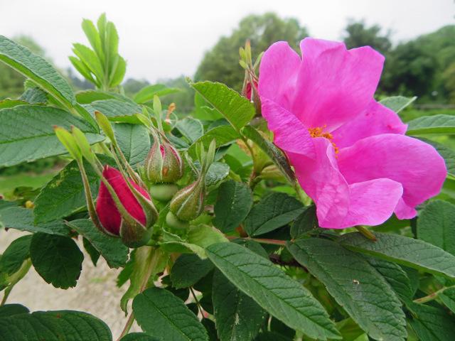 Photo of the closeup of buds, sepals and receptacles of Rose (Rosa ...