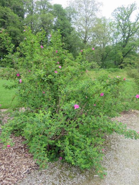 Photo of the entire plant of Rose (Rosa majalis) posted by RuuddeBlock ...