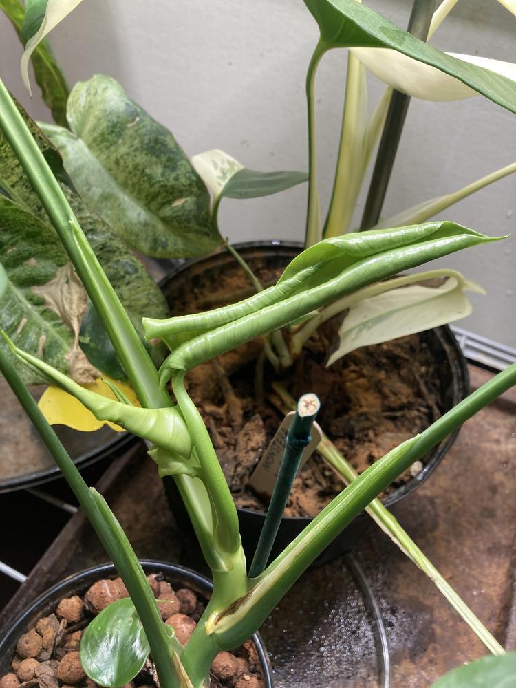 Mutated shape monsteras in the Houseplants forum - Garden.org