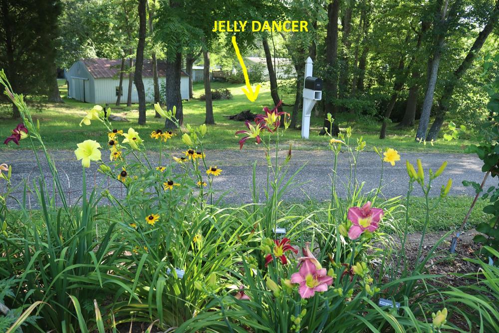 Daylily of the Day: Jelly Dancer in the Plants of the Day forum ...
