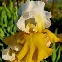 Tall Bearded Iris (Iris 'Alpine Journey') in the Irises Database ...