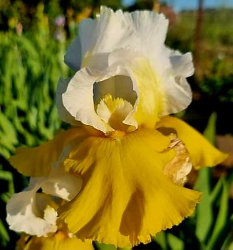 Photo of the bloom of Tall Bearded Iris (Iris 'Alpine Journey') posted ...