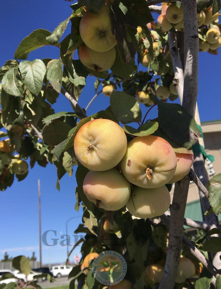 Photo of the fruit of Flowering Crabapple (Malus Brandywine®) posted by ...