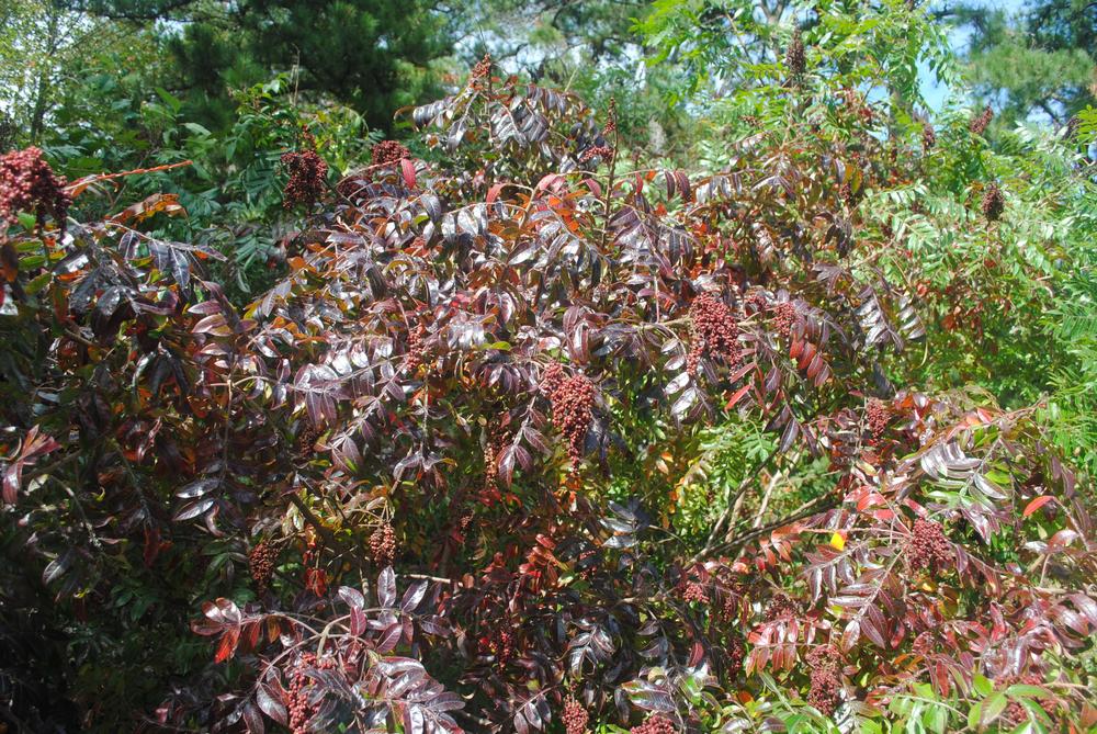 Photo of the fall color of Shining Sumac (Rhus copallina) posted by ...