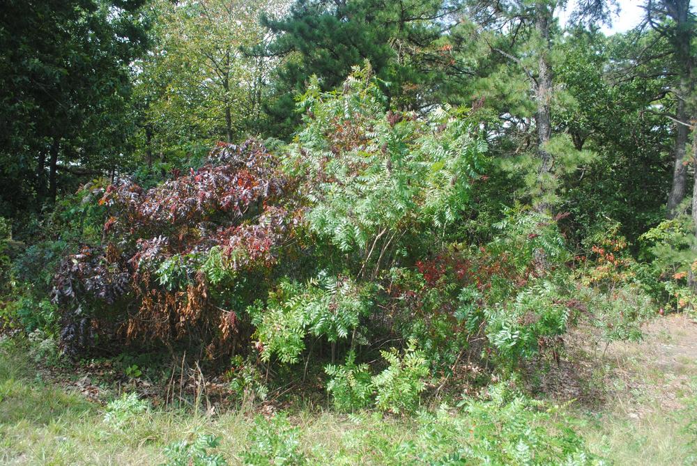 Photo of the entire plant of Winged Sumac (Rhus copallina) posted by ...