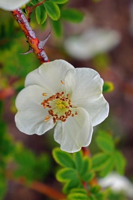 Photo of the bloom of Rose (Rosa sikangensis) posted by RuuddeBlock ...