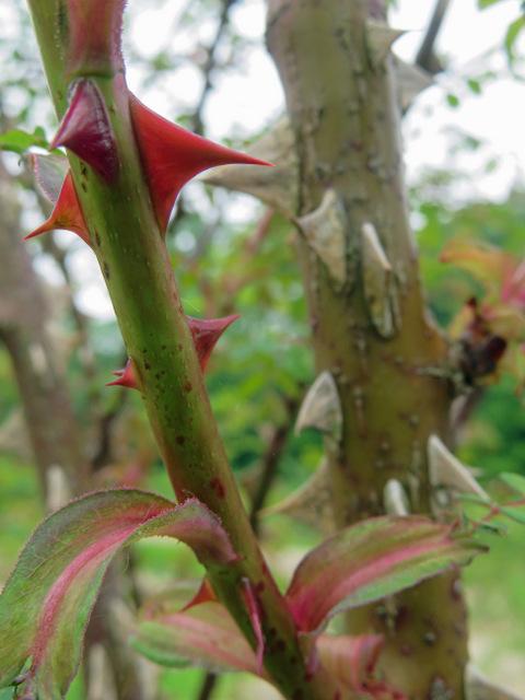 Photo of the thorns, spines, prickles or teeth of Rose (Rosa pendulina ...