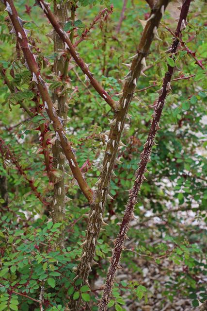 Photo of the thorns, spines, prickles or teeth of Rose (Rosa pendulina ...
