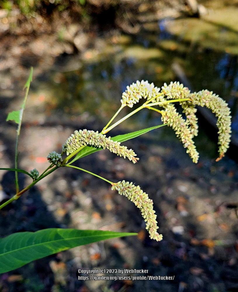 Curl-Top Smartweed (Persicaria lapathifolia) - Garden.org