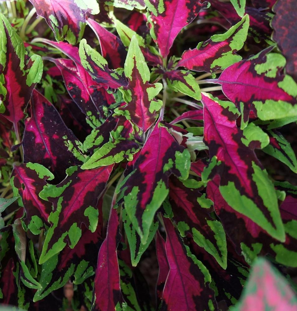 Coleus (Coleus scutellarioides 'Spitfire') in the Coleus Database ...