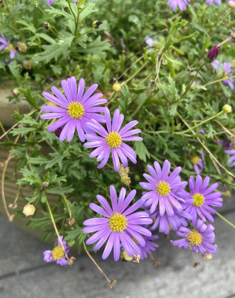 Photo of the bloom of Brachyscome Brasco™ Violet posted by Calif_Sue ...